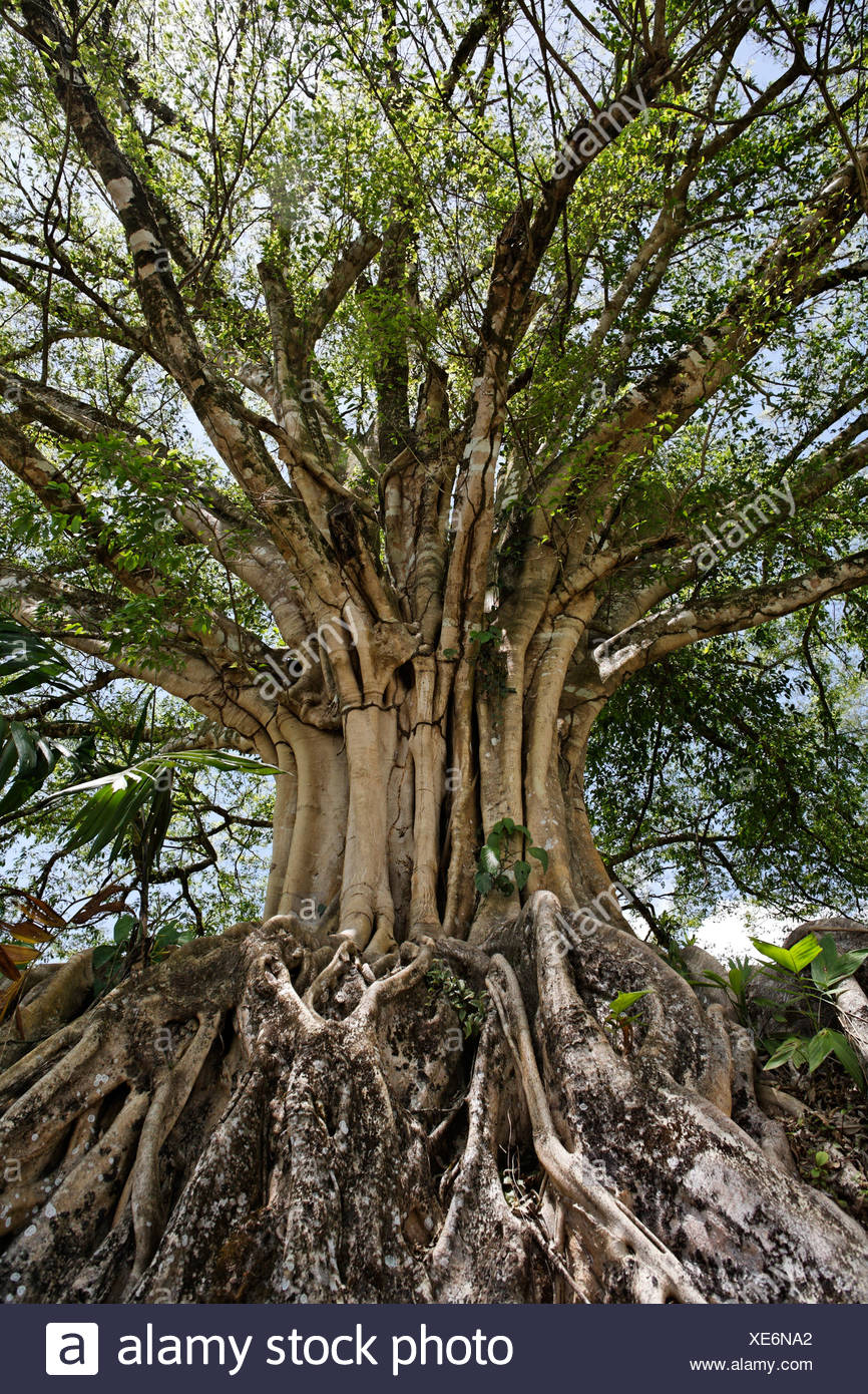 Banyan Tree Stock Photos & Banyan Tree Stock Images - Alamy