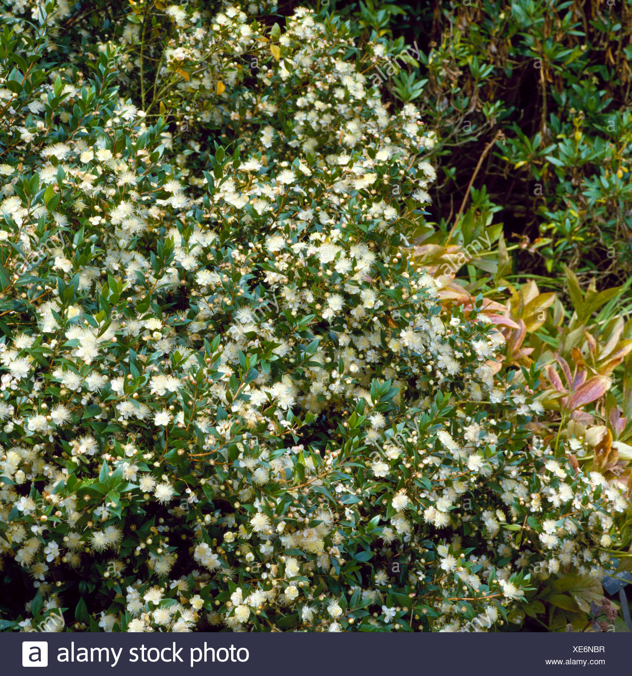 Myrtle Myrtus Communis High Resolution Stock Photography and Images - Alamy