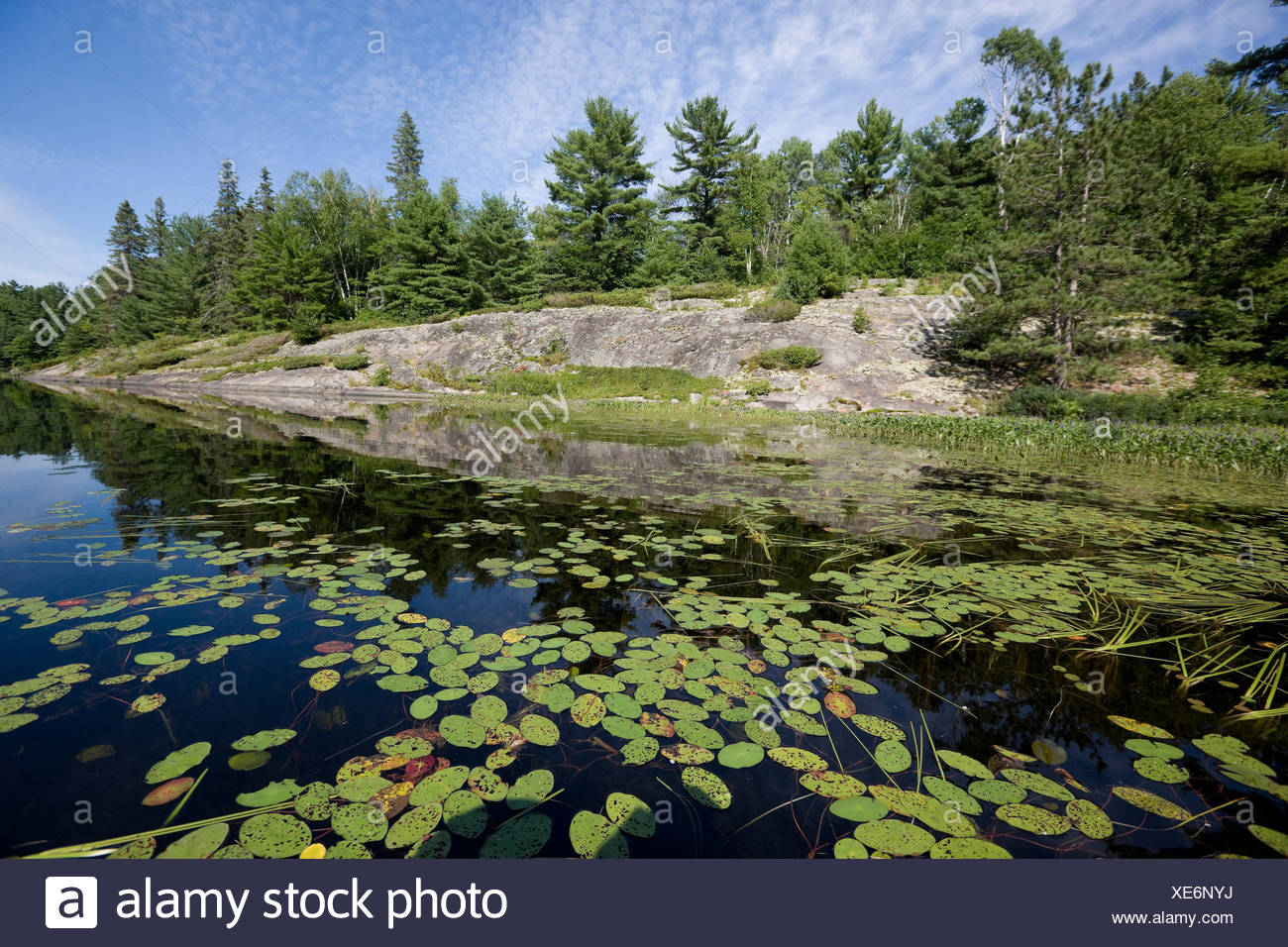 American Water Lily High Resolution Stock Photography and Images - Alamy