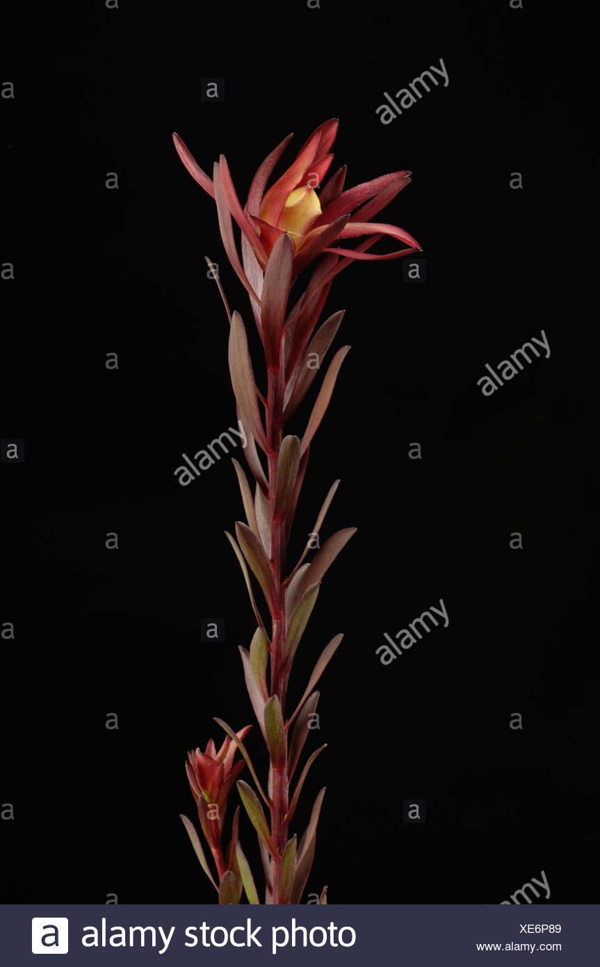 Safari Sunset Flower Stock Photos & Safari Sunset Flower Stock Images ...
