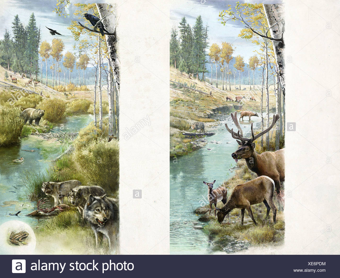 Yellowstone Wolf Elk Stock Photos & Yellowstone Wolf Elk Stock Images ...
