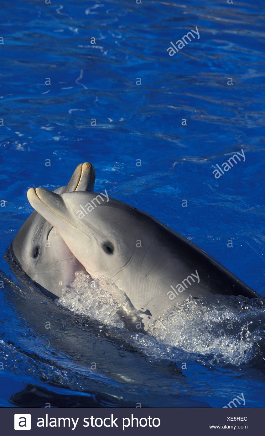 Dolphin Head High Resolution Stock Photography and Images - Alamy
