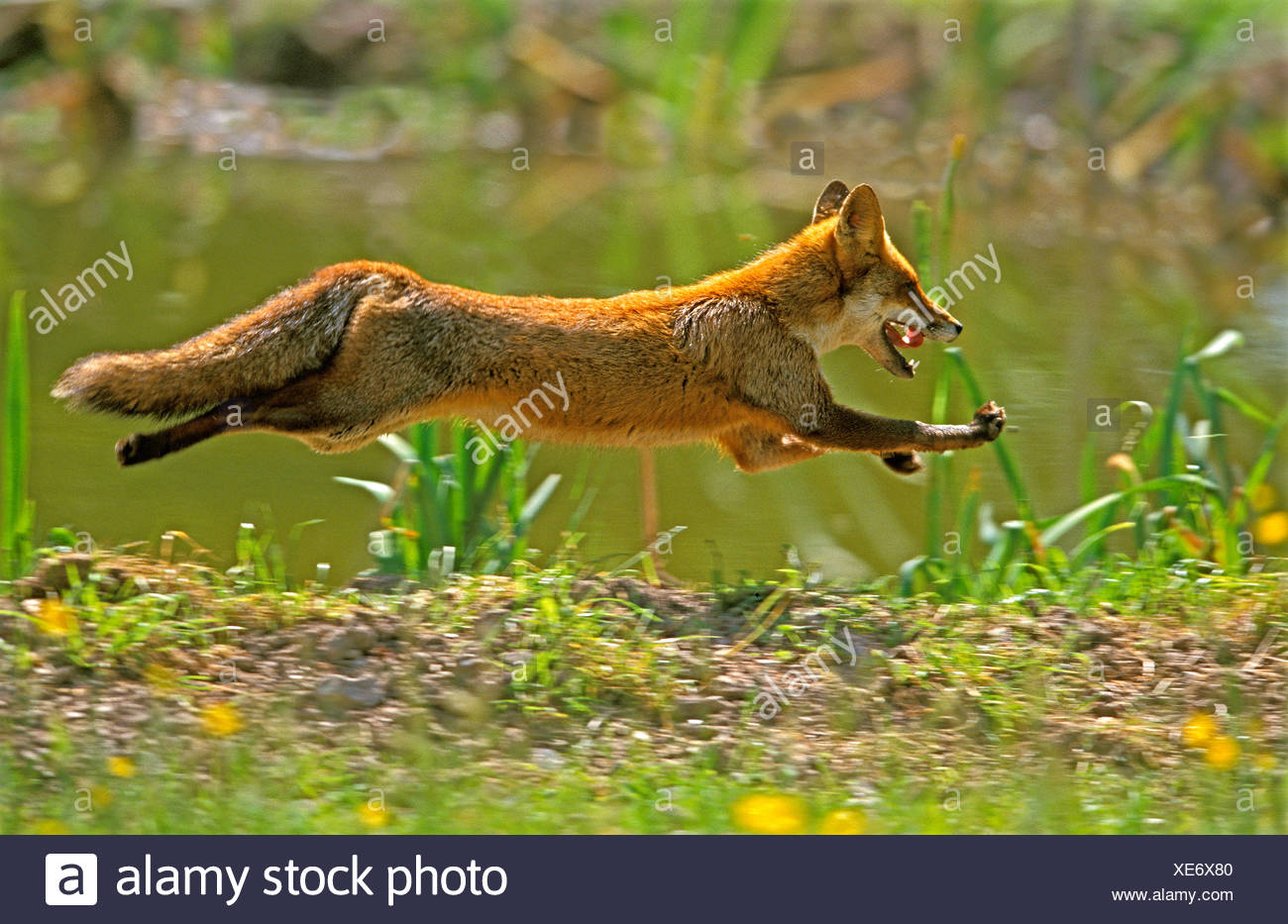 Fox Running High Resolution Stock Photography and Images - Alamy