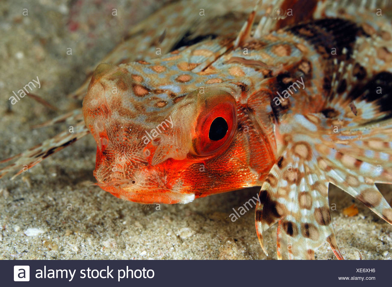 Flying Gurnard Fish High Resolution Stock Photography and Images - Alamy