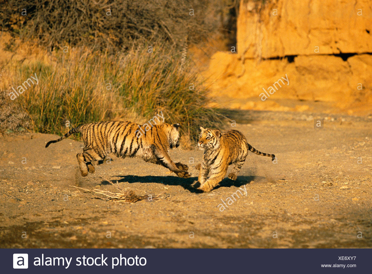 Two Tigers High Resolution Stock Photography and Images - Alamy