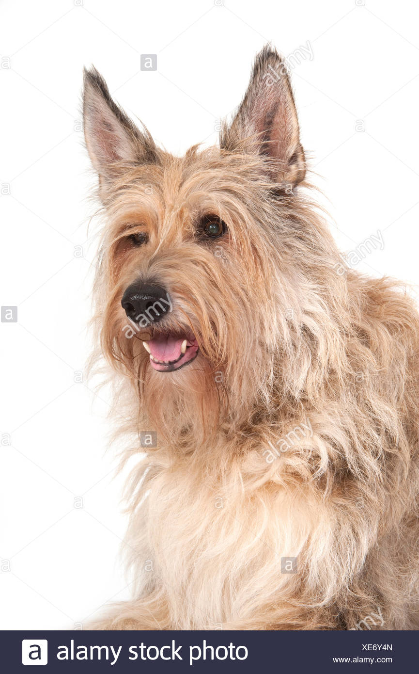 Berger Picard High Resolution Stock Photography and Images - Alamy
