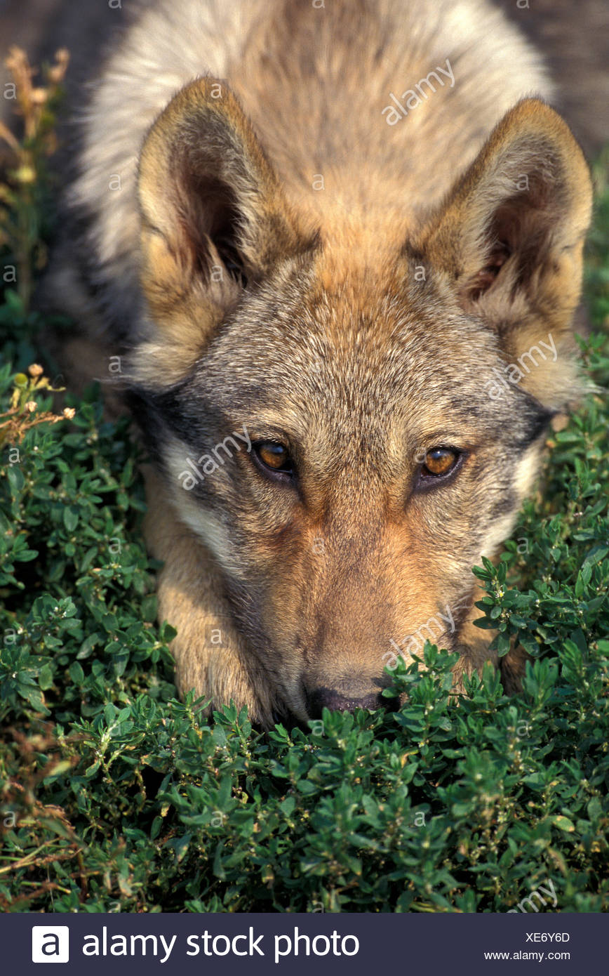 Wolf Laying Down High Resolution Stock Photography and Images - Alamy