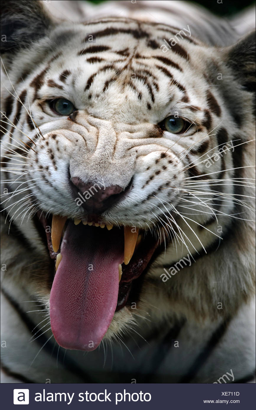 Genetic Mutations Stock Photos & Genetic Mutations Stock Images - Alamy