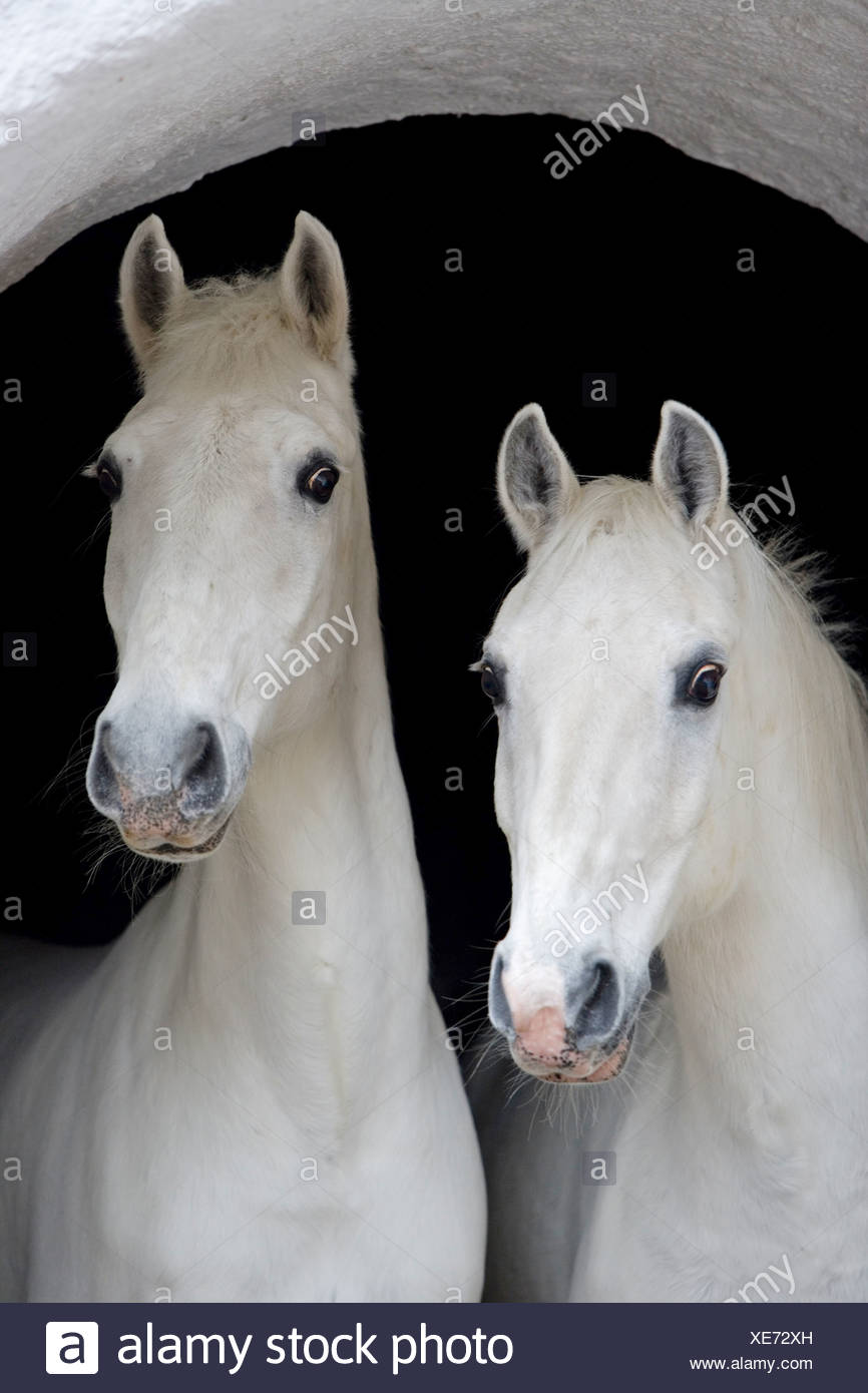 Lipizzans Horses High Resolution Stock Photography and Images - Alamy