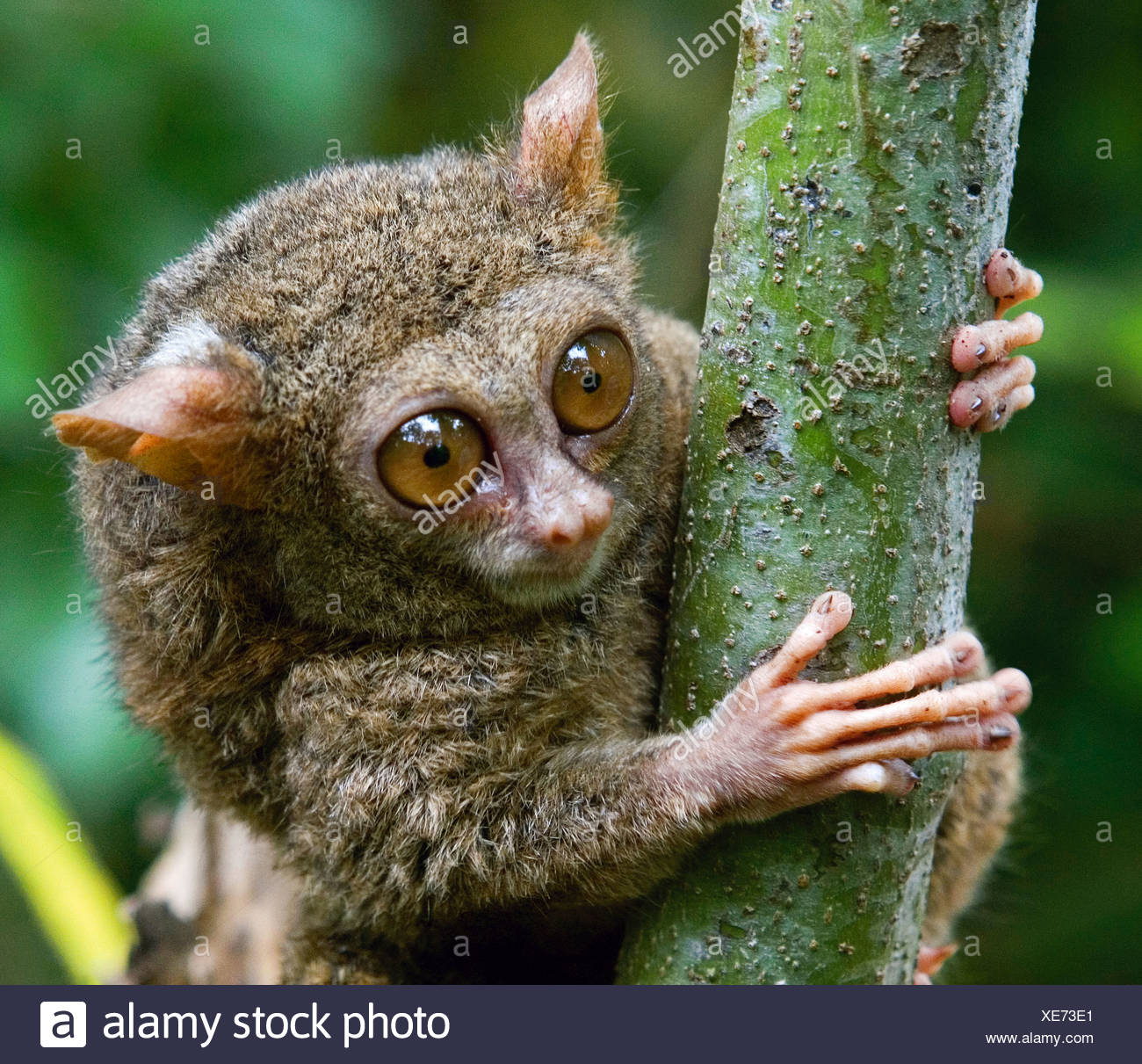 Tarsius Spectrum Sulawesi Stock Photos & Tarsius Spectrum Sulawesi ...
