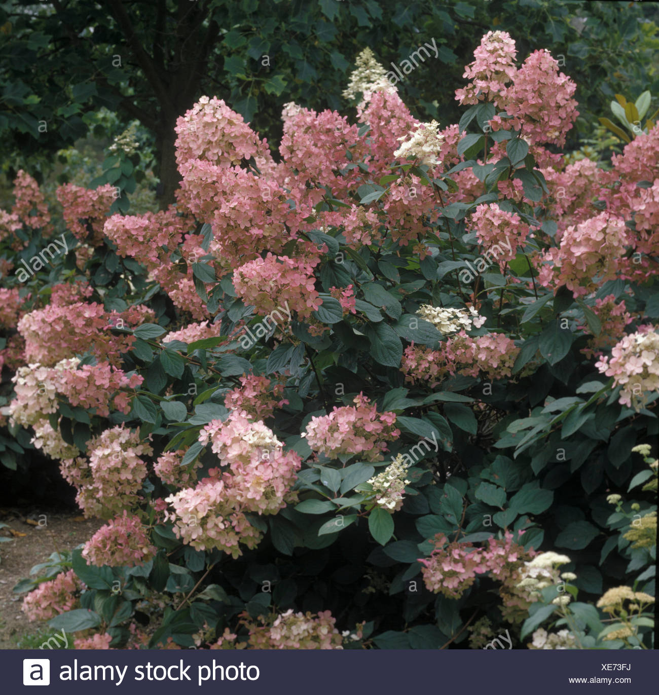Pink Diamond Hydrangea High Resolution Stock Photography and Images - Alamy