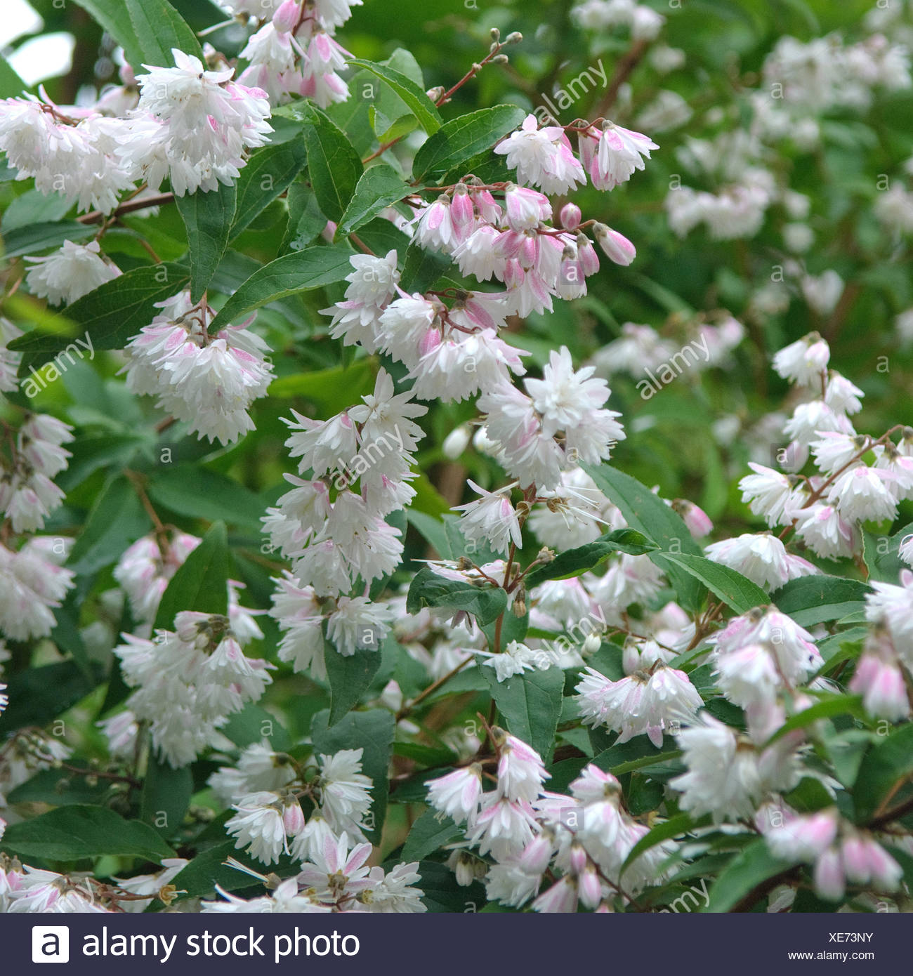 Deutzia Scabra High Resolution Stock Photography and Images - Alamy