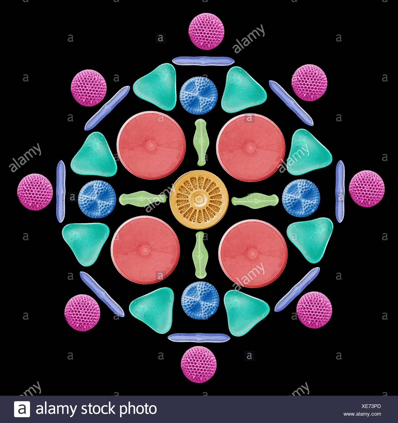 Diatoms Micrograph High Resolution Stock Photography and Images - Alamy