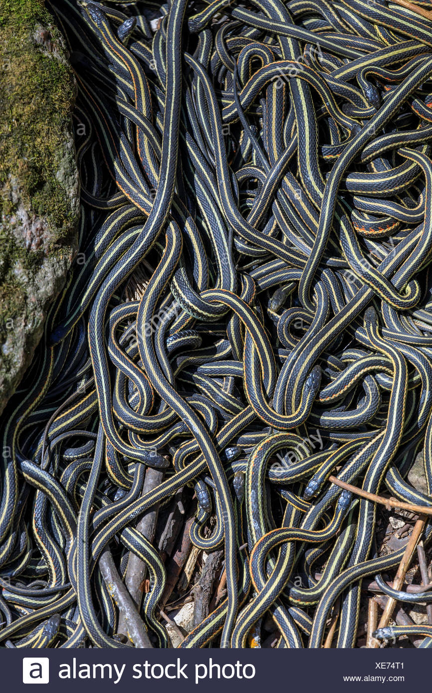 Red Sided Garter High Resolution Stock Photography and Images - Alamy
