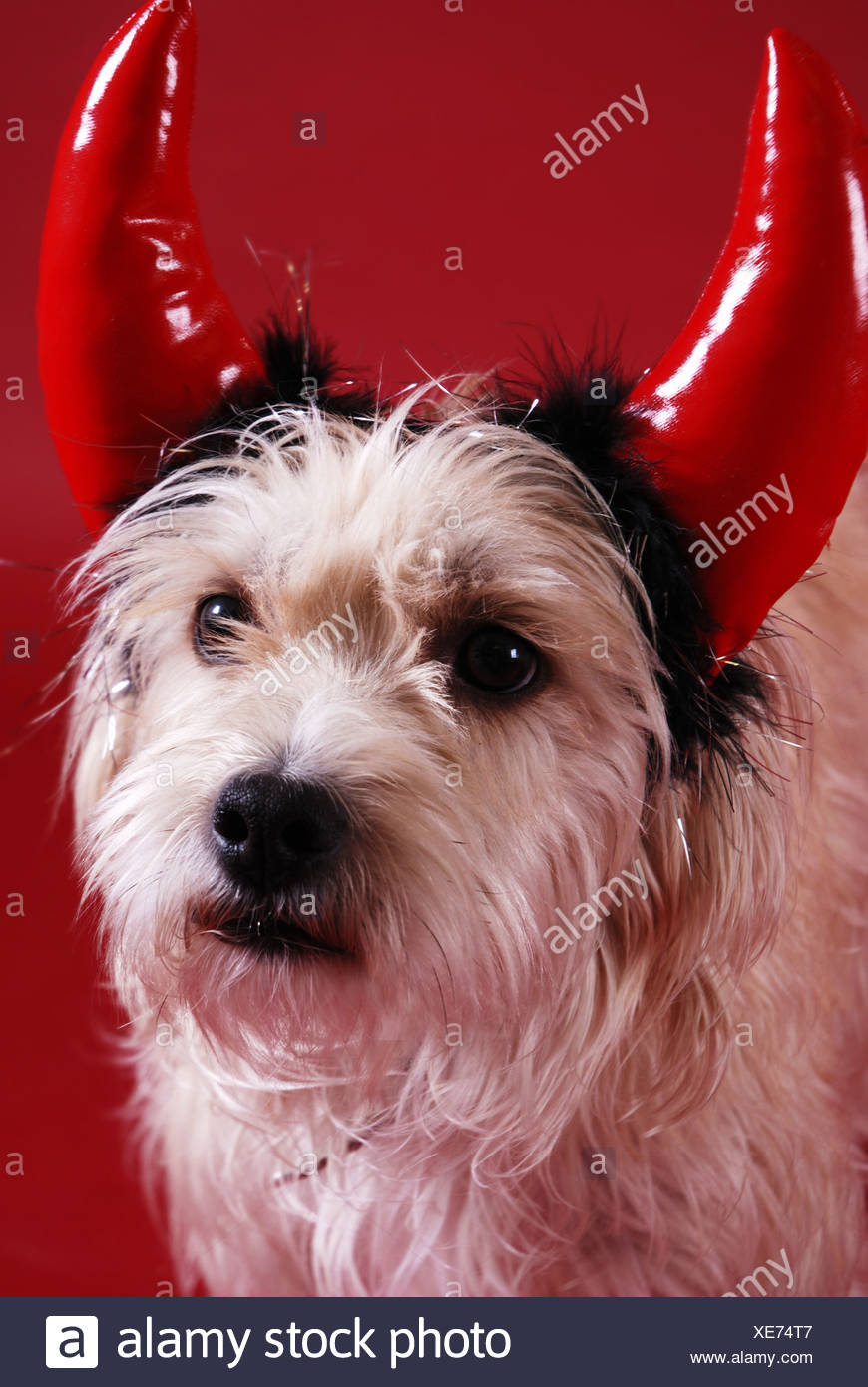 Devil Horns High Resolution Stock Photography and Images - Alamy