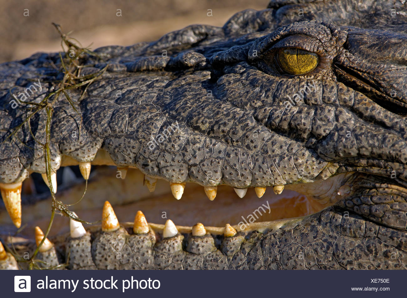Salt Water Crocodile High Resolution Stock Photography and Images - Alamy