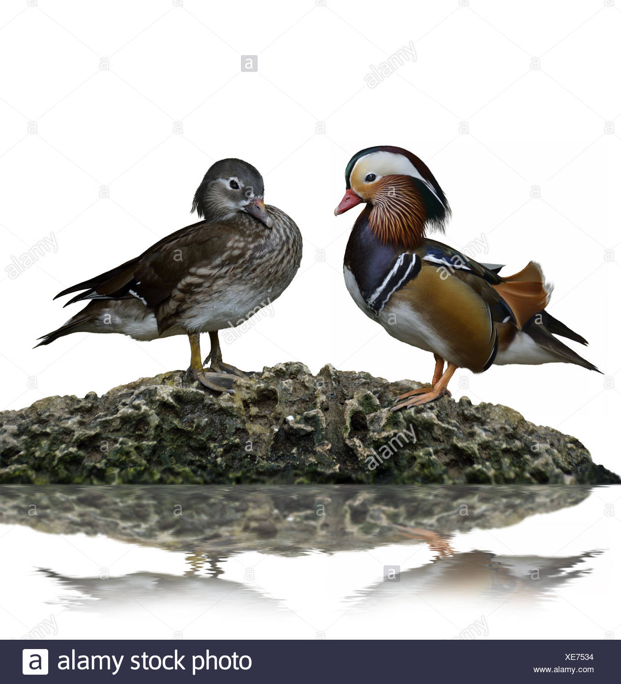 Mandarin Ducks Male And Female High Resolution Stock Photography and ...