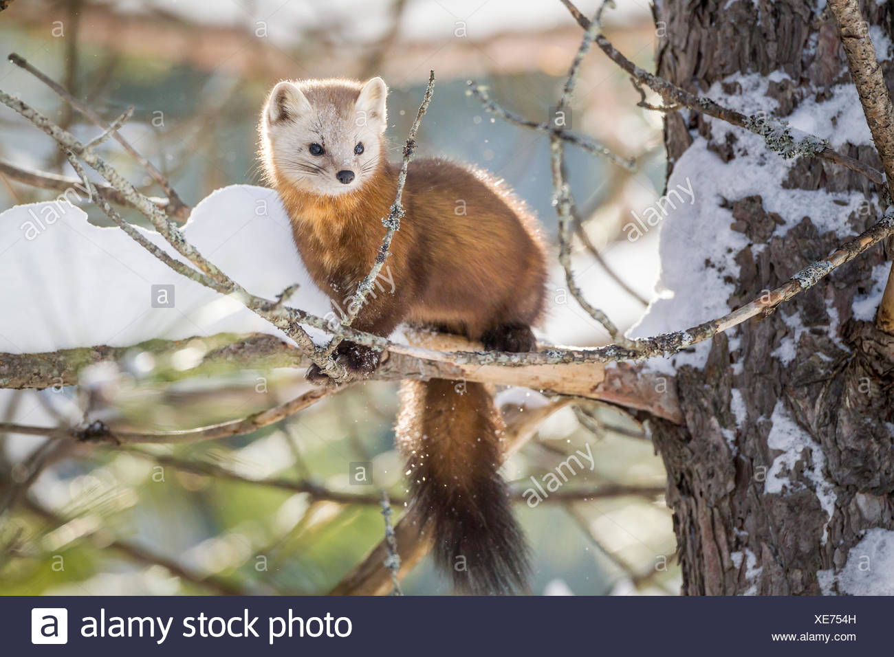 Pine Marten In Winter In High Resolution Stock Photography and Images ...