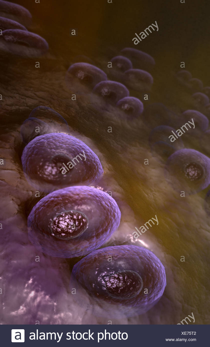 Hyaline Cartilage High Resolution Stock Photography and Images - Alamy