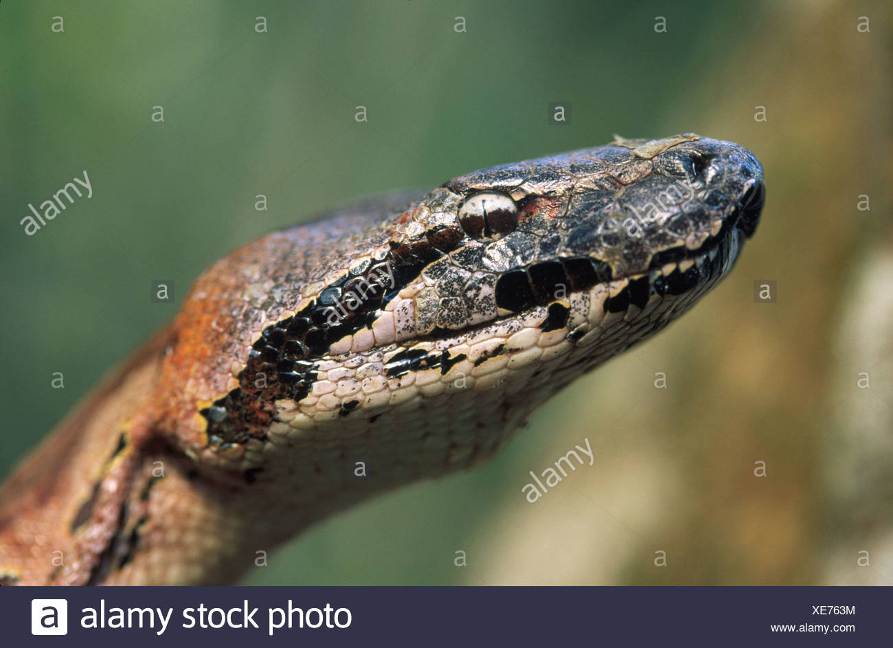 Acrantophis High Resolution Stock Photography and Images - Alamy