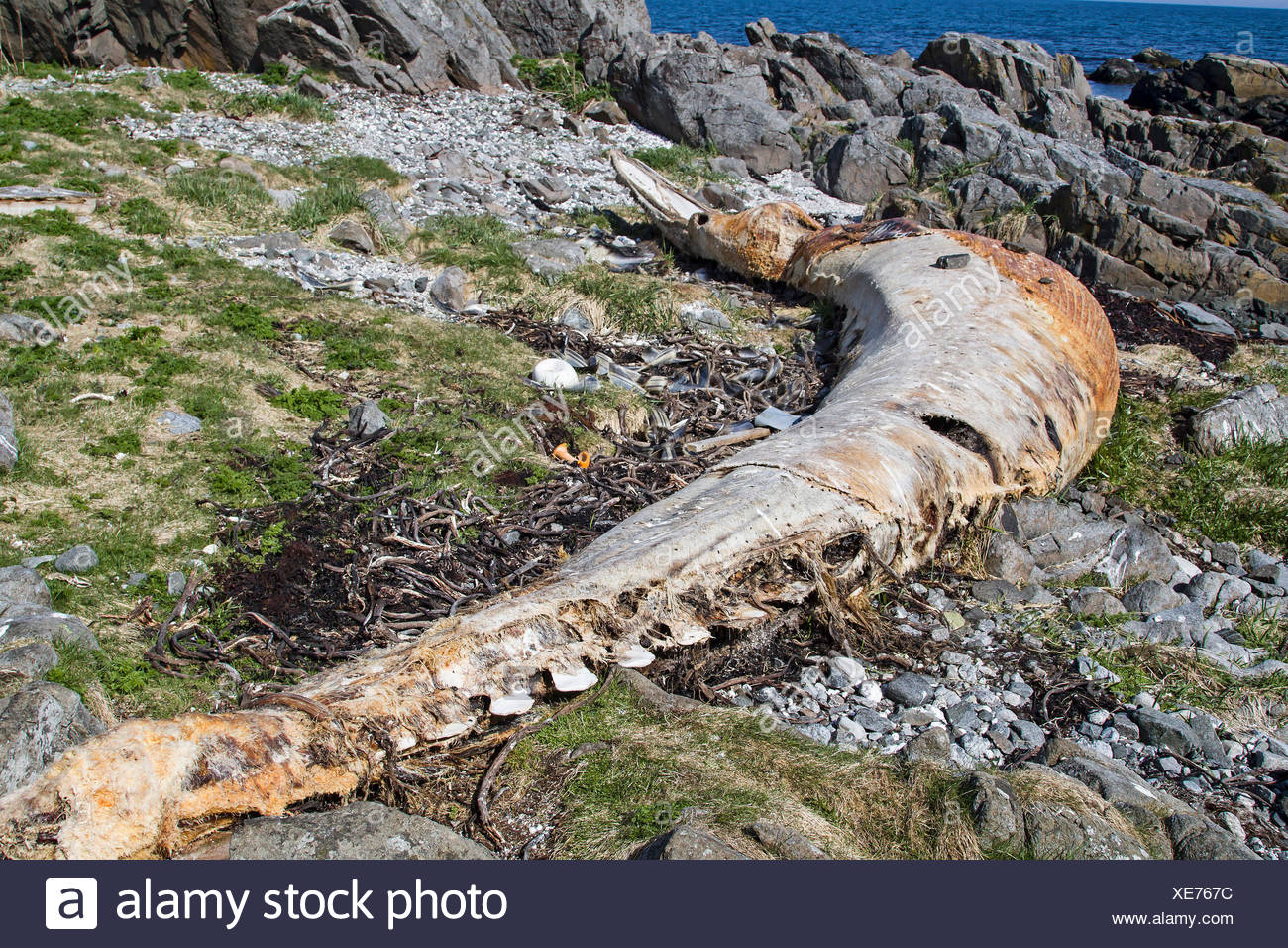 Verwesung Stock Photos & Verwesung Stock Images - Alamy