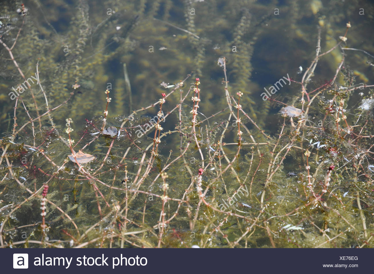 Eurasian Watermilfoil High Resolution Stock Photography and Images - Alamy