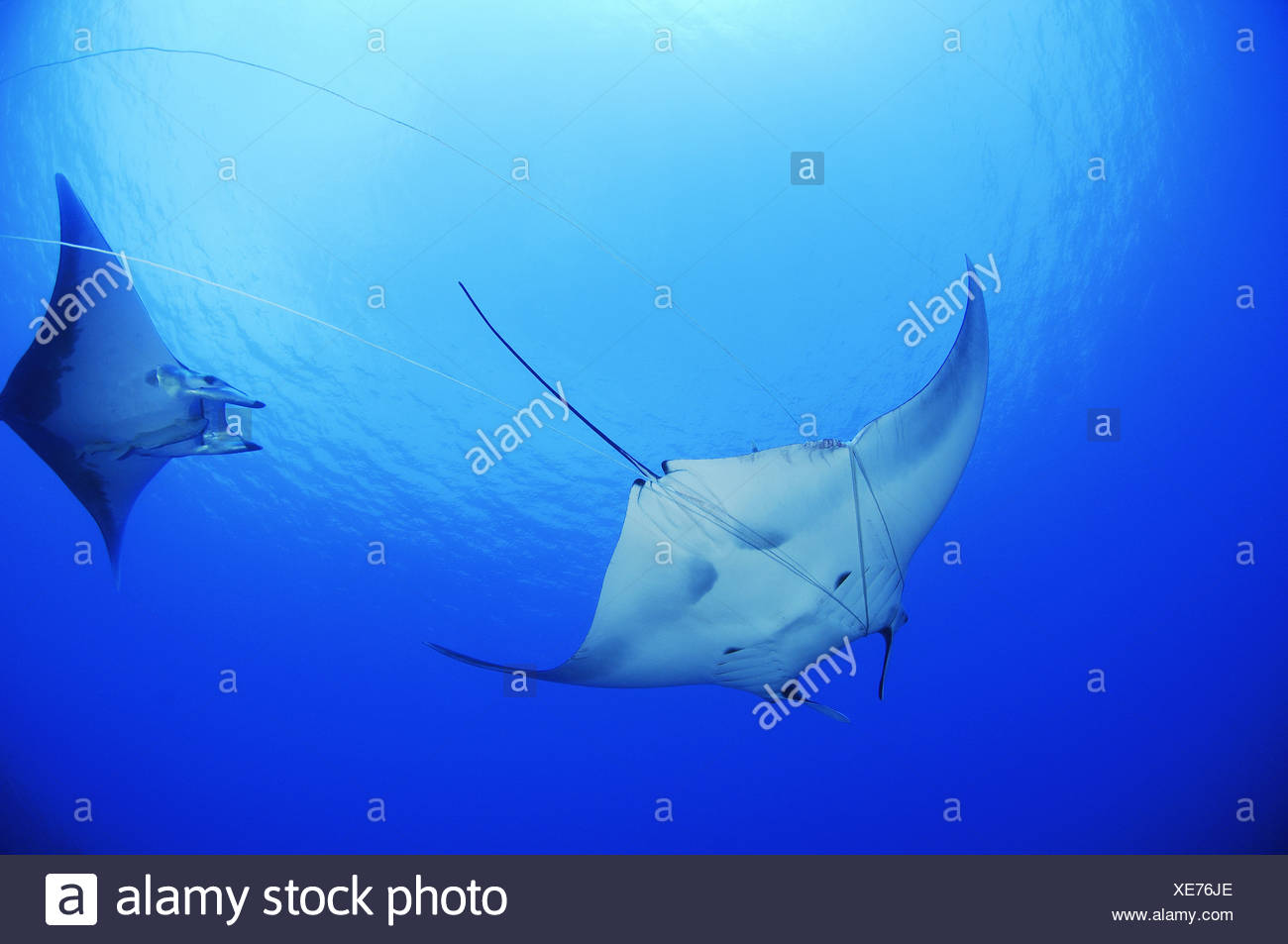 Atlantic Manta Rays Stock Photos & Atlantic Manta Rays Stock Images - Alamy