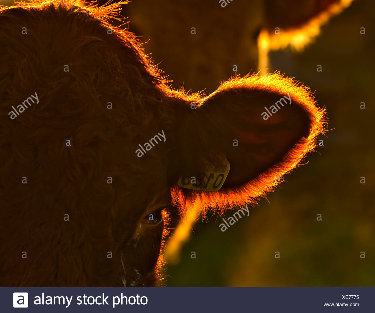 Ox Head Stock Photos & Ox Head Stock Images - Alamy