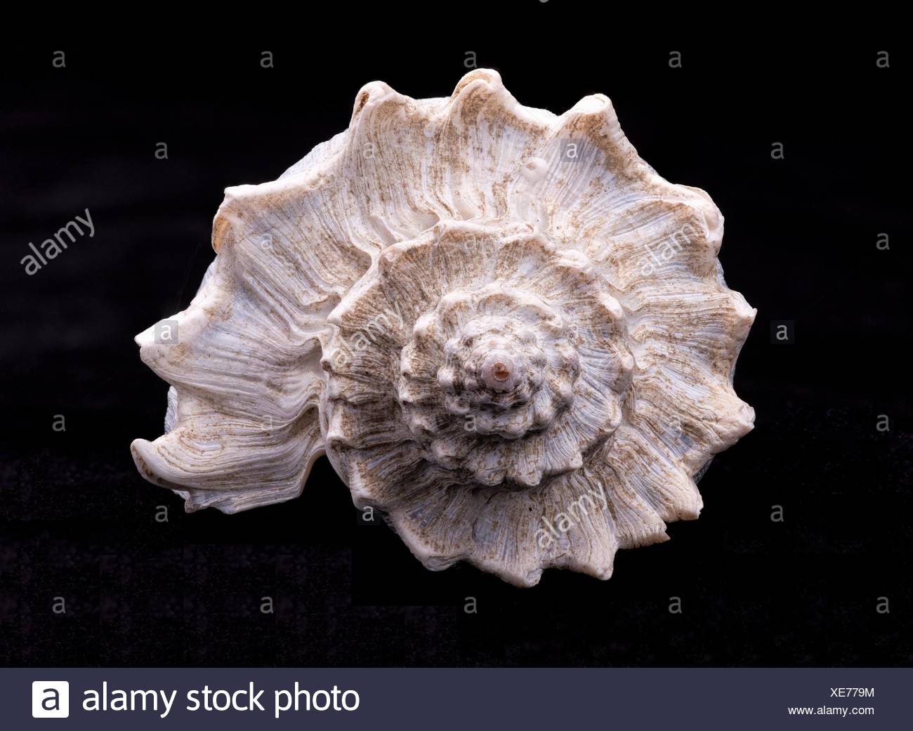 Conch Shell Black And White Stock Photos & Conch Shell Black And White ...