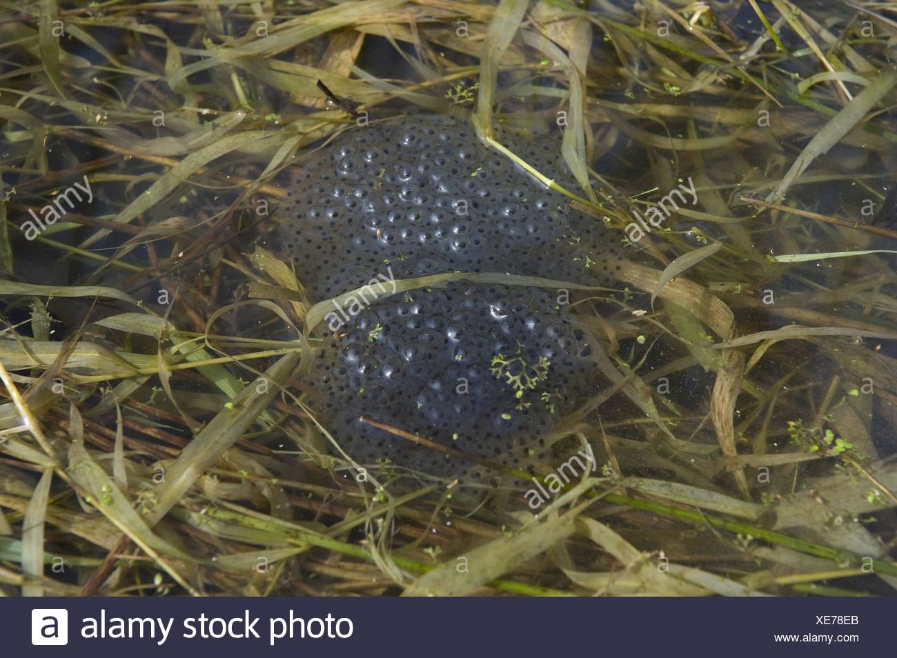 Common Toad Spawn High Resolution Stock Photography and Images - Alamy
