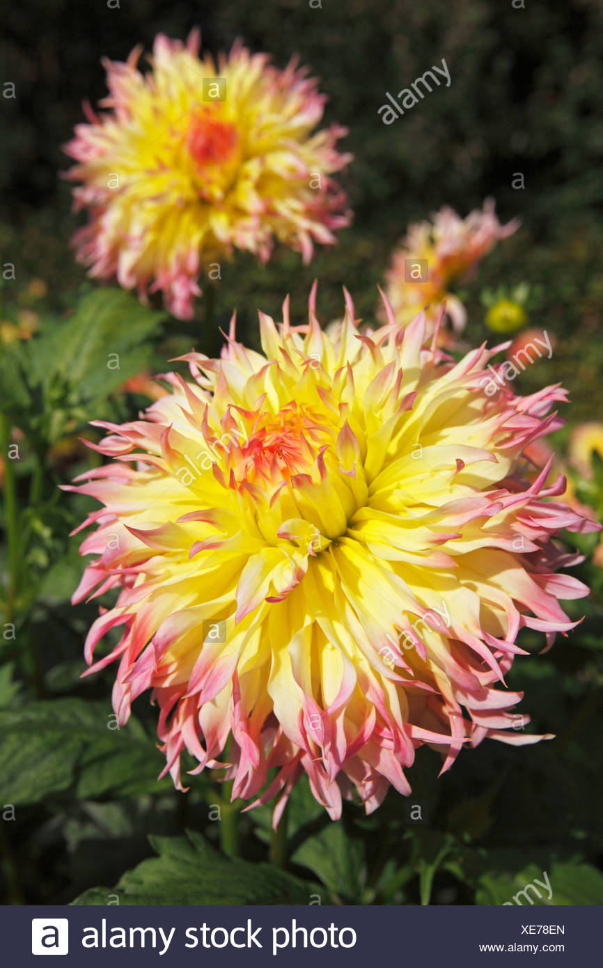 Dahlia Hapet Stock Photos & Dahlia Hapet Stock Images - Alamy