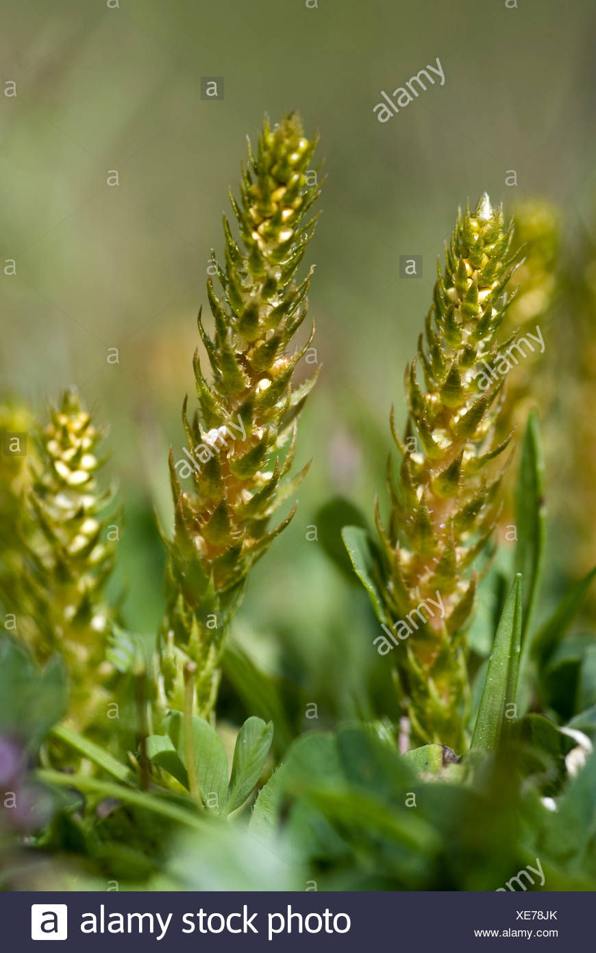 Selaginella Strobilus High Resolution Stock Photography and Images - Alamy