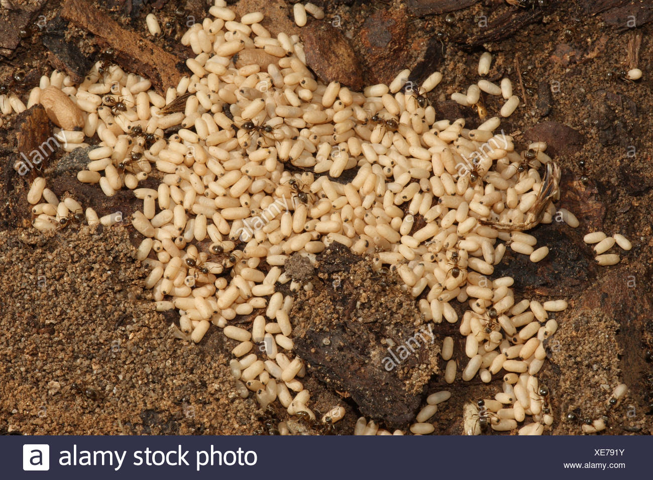 Ant Eggs High Resolution Stock Photography and Images - Alamy