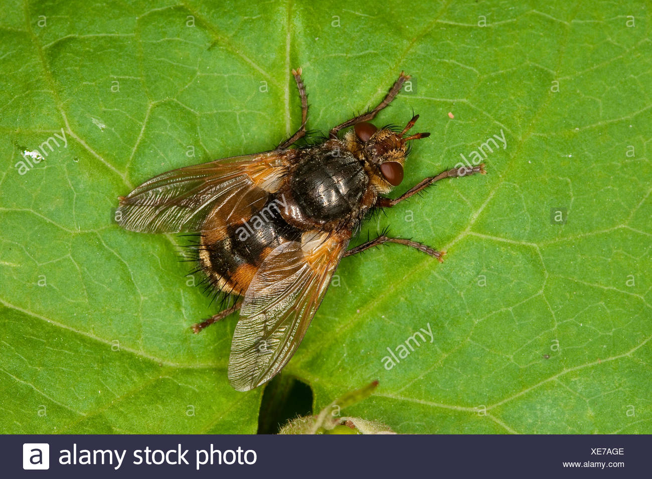 Tachina Flies High Resolution Stock Photography and Images - Alamy