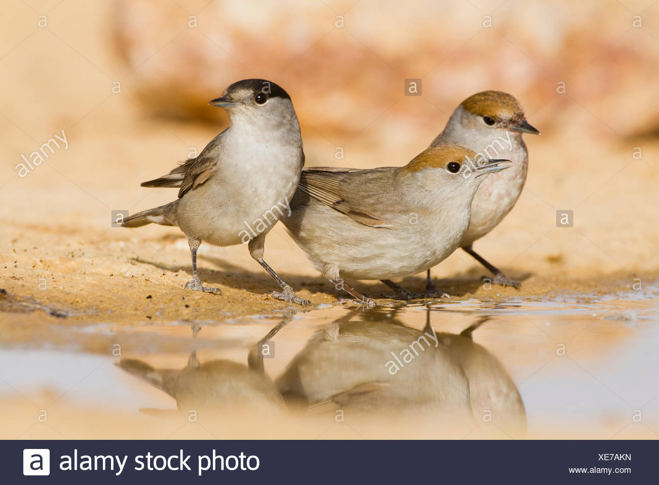 European Blackcap High Resolution Stock Photography and Images - Alamy