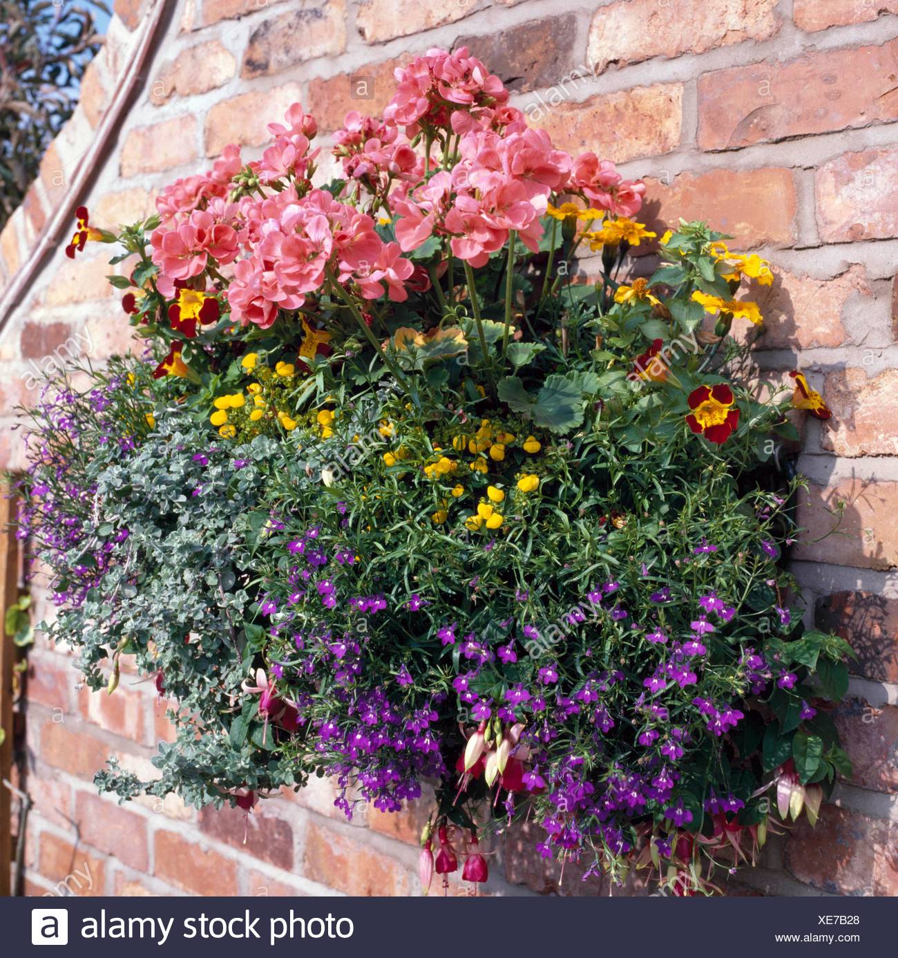 Geraniums Lobelia Stock Photos & Geraniums Lobelia Stock Images - Alamy