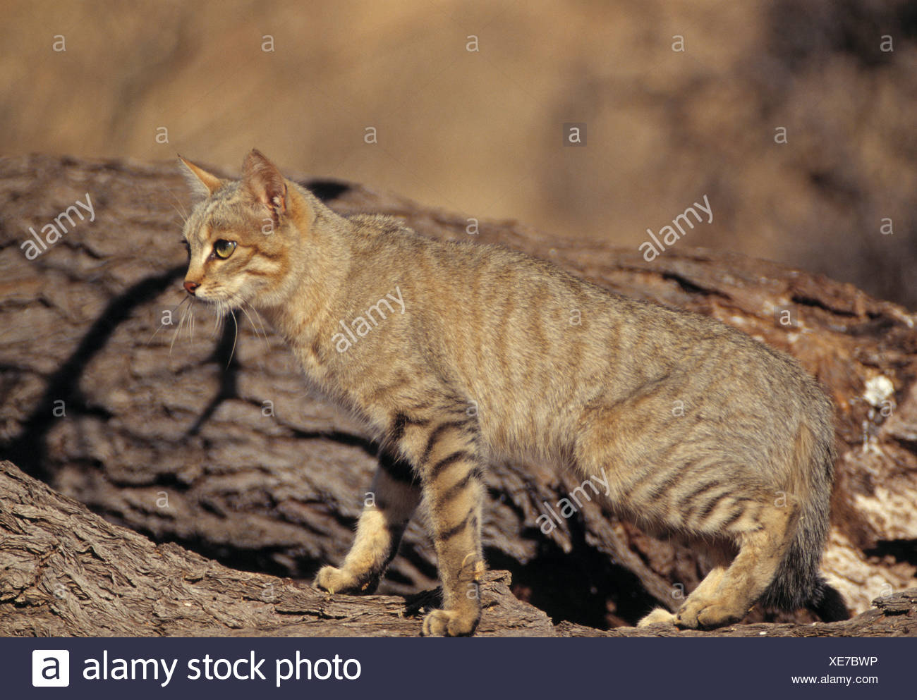 African Wildcat Desert Cat Felis High Resolution Stock Photography and ...