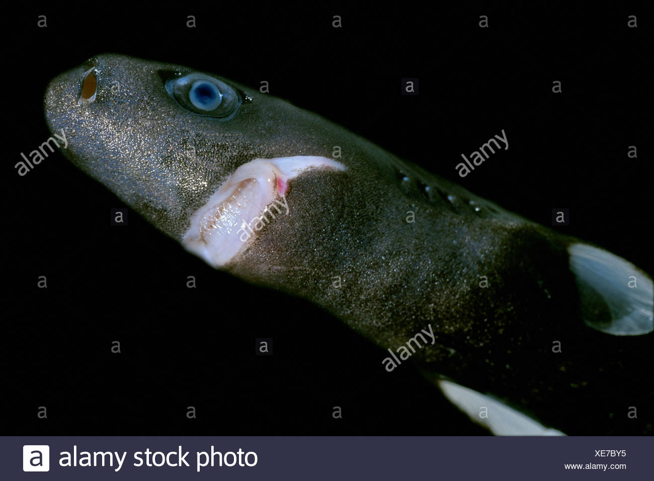 Smallest Shark Species High Resolution Stock Photography and Images - Alamy