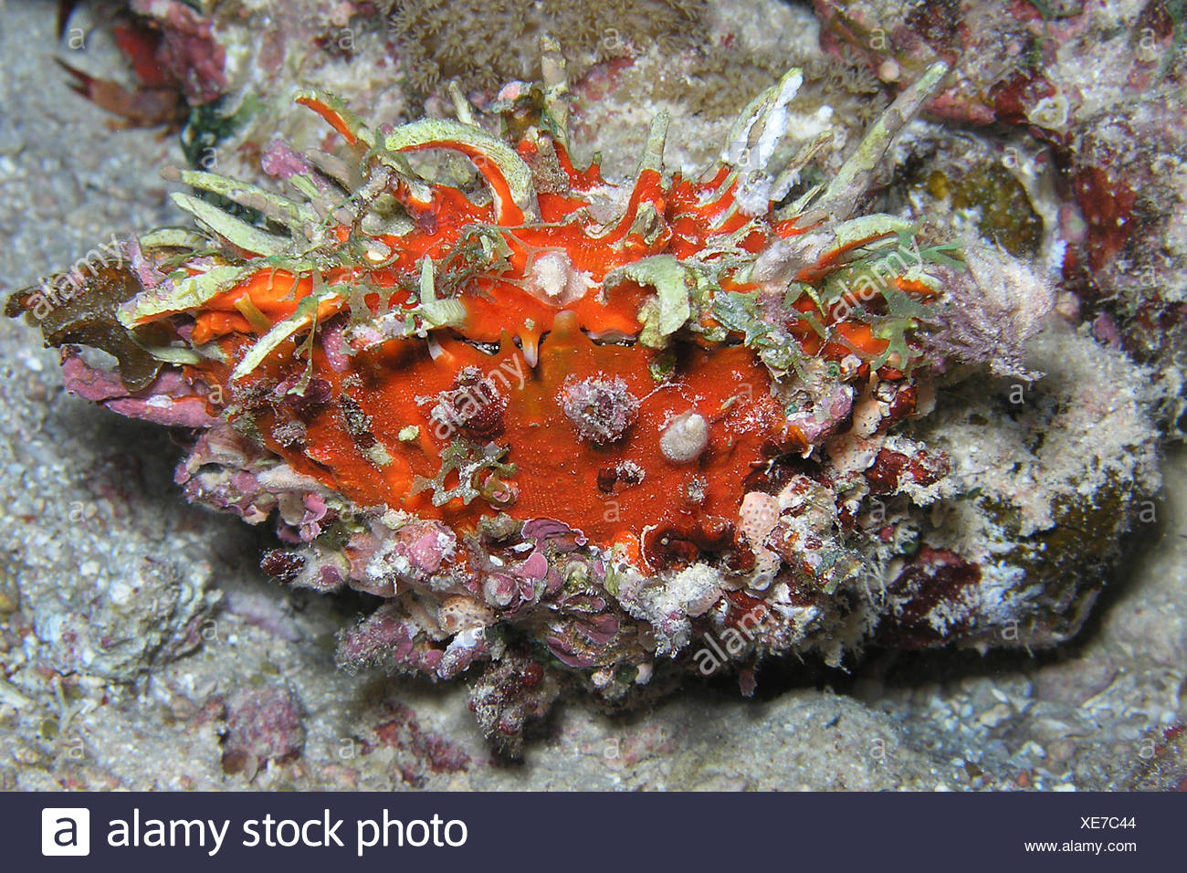 Spondylus Stock Photos & Spondylus Stock Images - Alamy