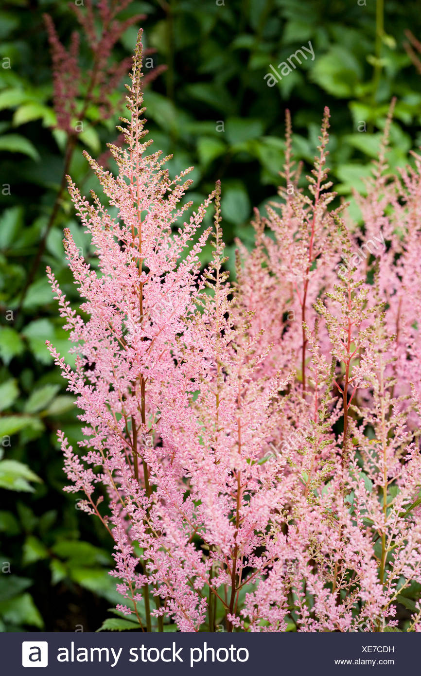 Astilbe Arendsii High Resolution Stock Photography and Images - Alamy