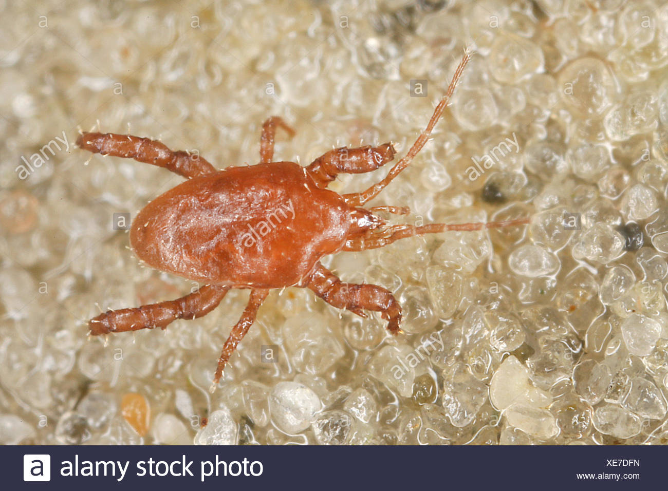 Mesostigmata Stock Photos & Mesostigmata Stock Images - Alamy