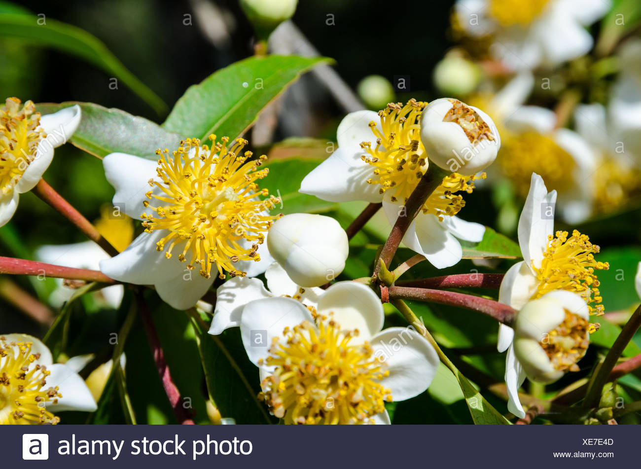 Calophyllum High Resolution Stock Photography and Images - Alamy