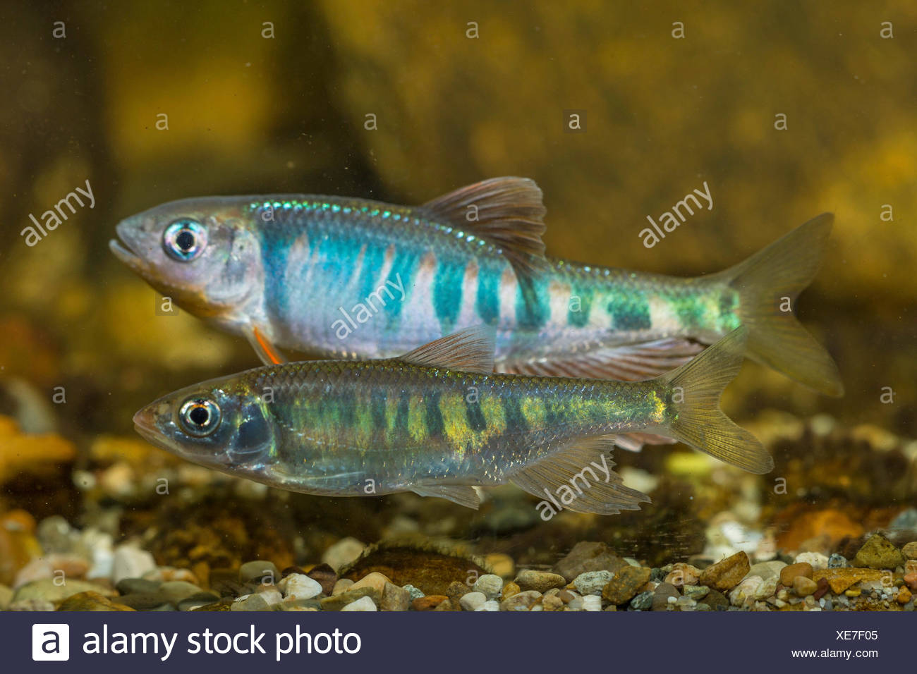 Zacco Platypus High Resolution Stock Photography and Images - Alamy