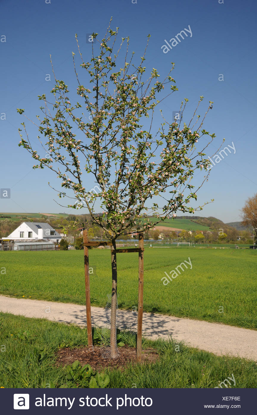 Apple Tree Stake High Resolution Stock Photography and Images - Alamy