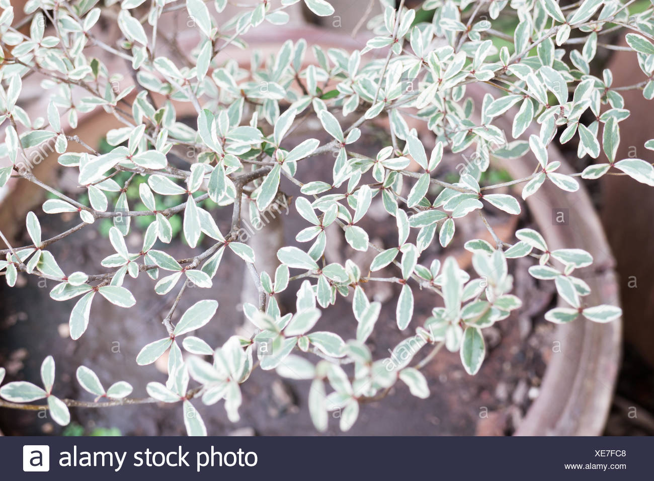 Terminalia Ivorensis High Resolution Stock Photography and Images - Alamy
