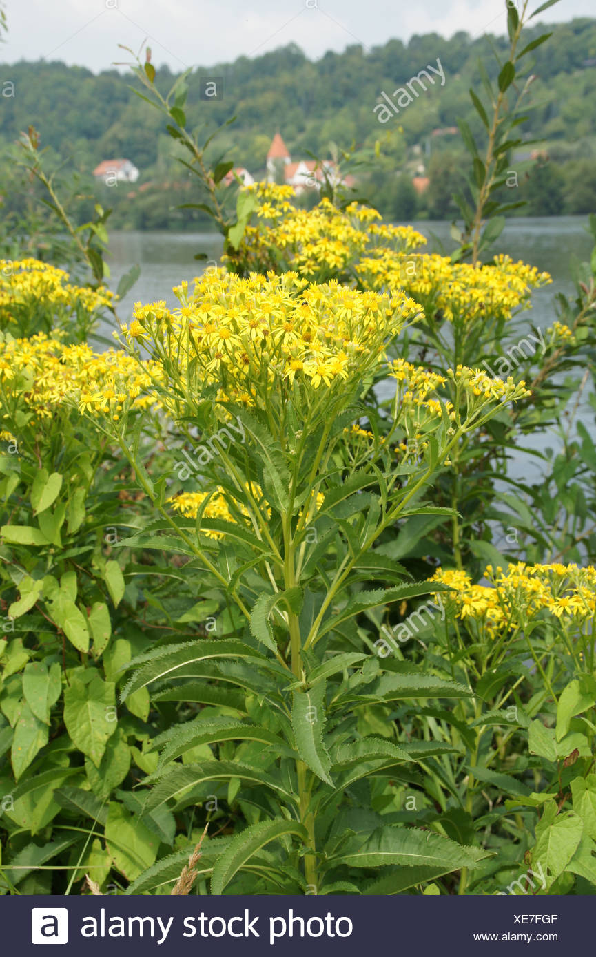 Groundsel High Resolution Stock Photography and Images - Alamy