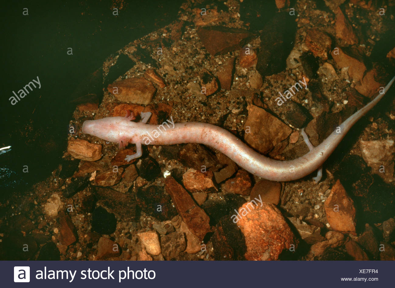 Proteus Anguinus Stock Photos & Proteus Anguinus Stock Images - Alamy