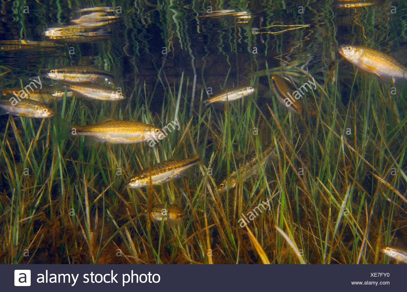 Minnow Phoxinus Phoxinus High Resolution Stock Photography and Images ...