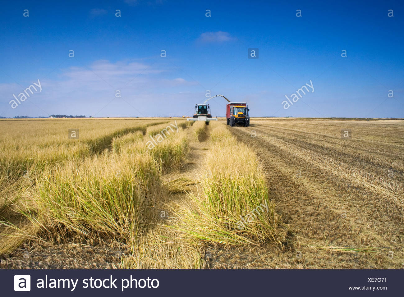 Cutting Rice High Resolution Stock Photography and Images - Alamy