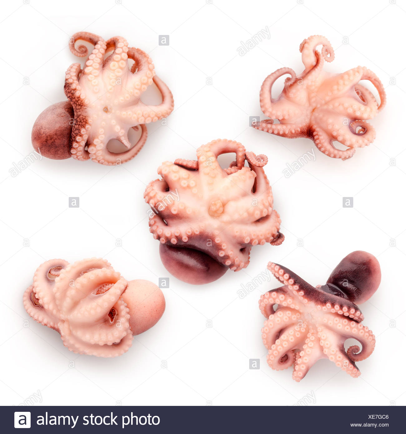 Baby Octopus High Resolution Stock Photography and Images - Alamy